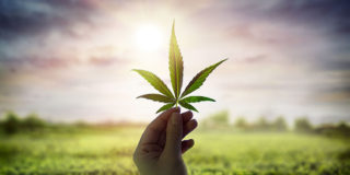 Partial Marijuana Rescheduling: Where Things Stand | Regulatory Oversight