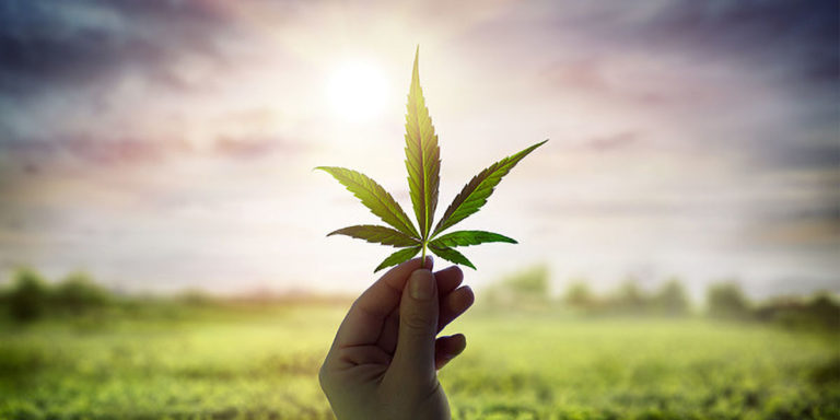 Congress Narrows Federal Definition of 'Hemp,' Effectively Banning Most ...